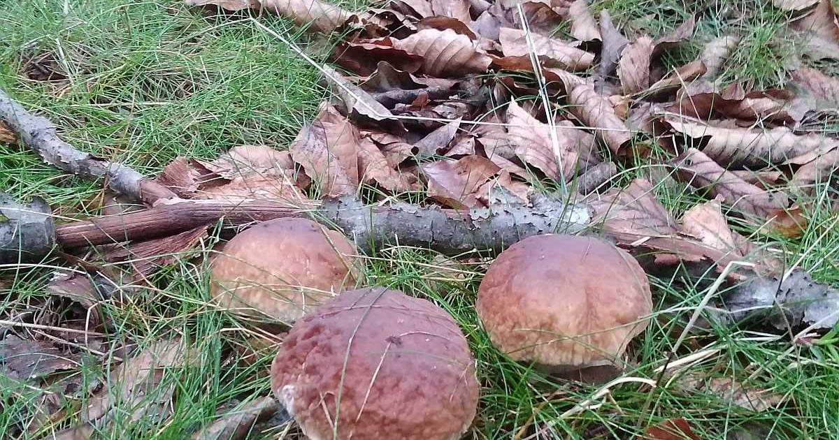 Jak uchovat houby na zimu podle osvědčených starých receptů | babiččiny ...