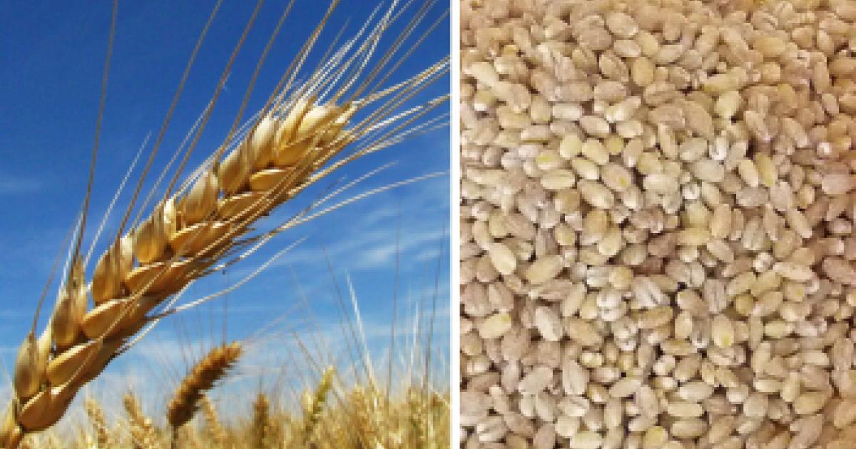 Kroupy: Recepty na chutná jídla z neprávem opomíjených krup | hobbys.cz